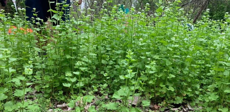 Garlic Mustard, Invasive Plant Management - Buckingham Pond Conservancy ...
