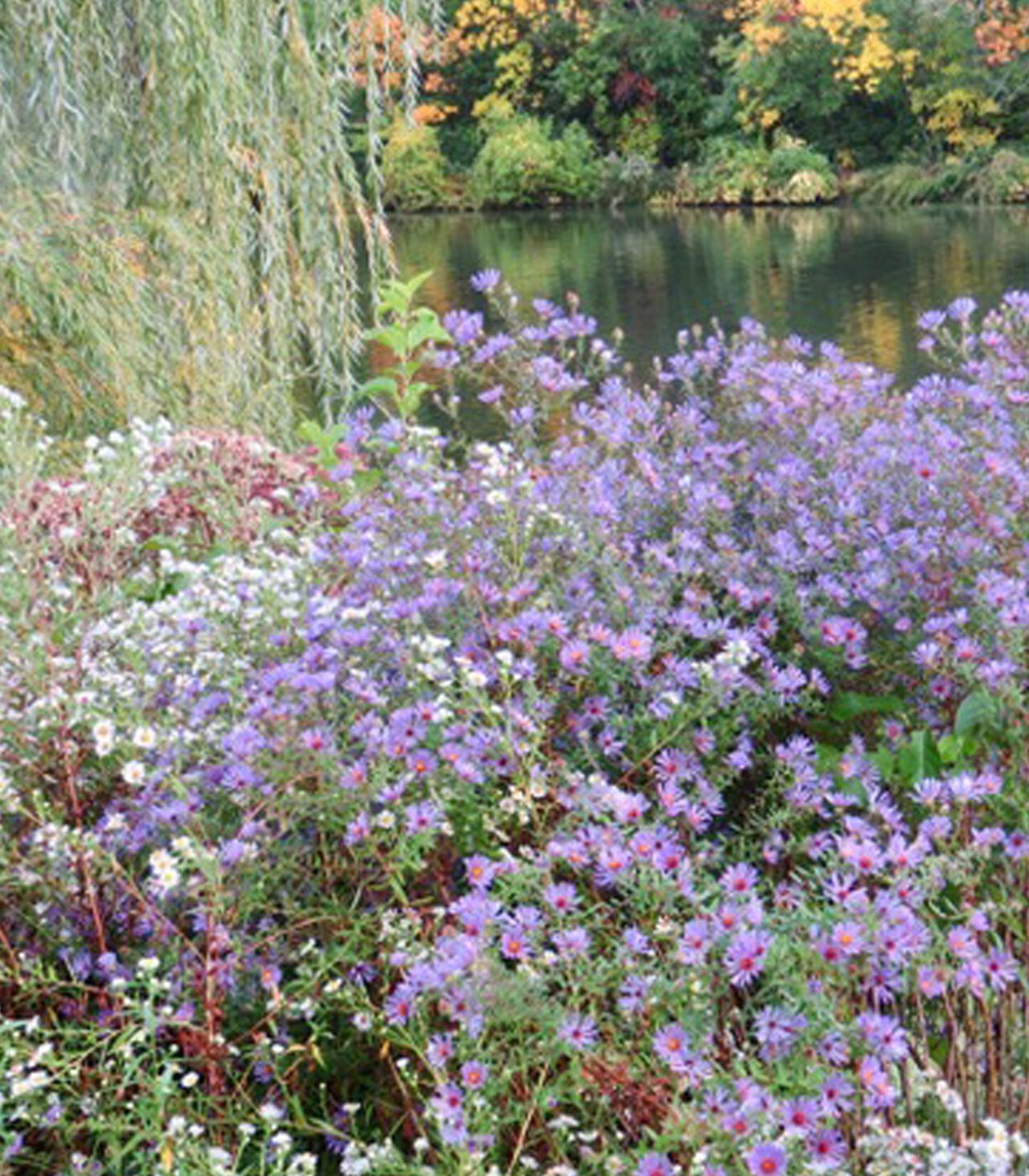 Visit the Pond - Buckingham Pond Conservancy